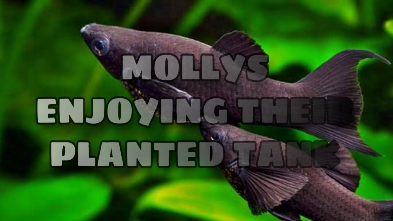 MOLLYS ENJOYING THEIR PLANTED TANK - YouTube