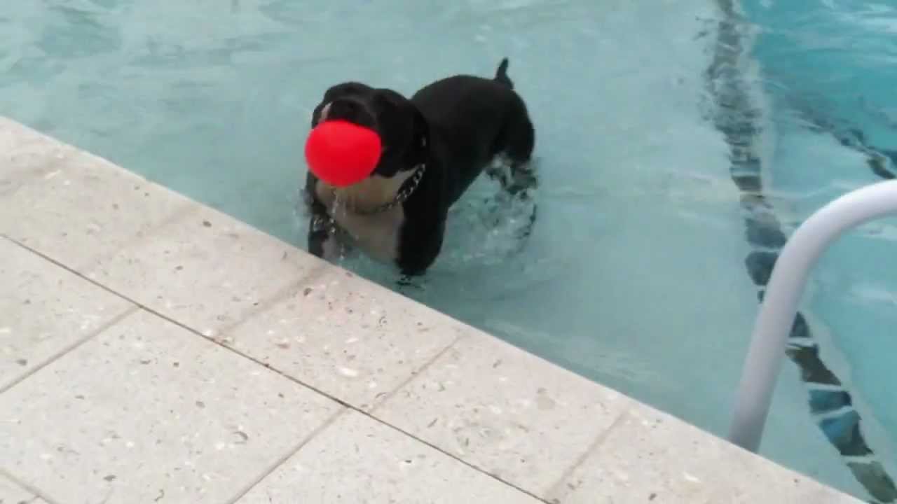 Pitbull Batman - Pool playin - YouTube