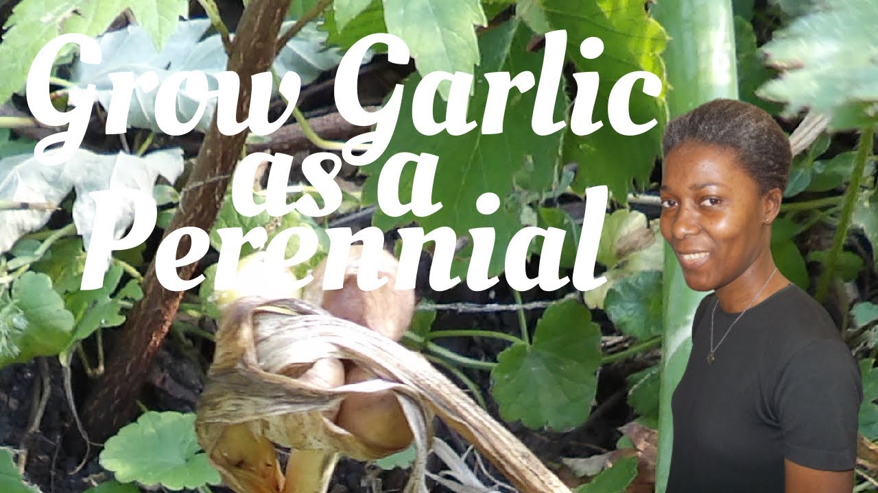 Soft neck Garlic Bulbils-Growing Garlic as a Perennial - YouTube