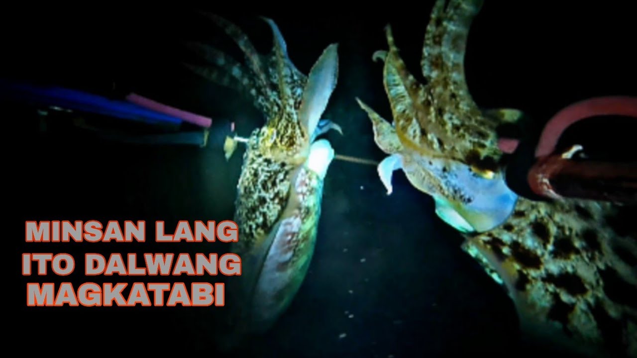 ep190,MINSAN LANG ITO DALWANG MAGKATABING CUTTLEFISH, night ...