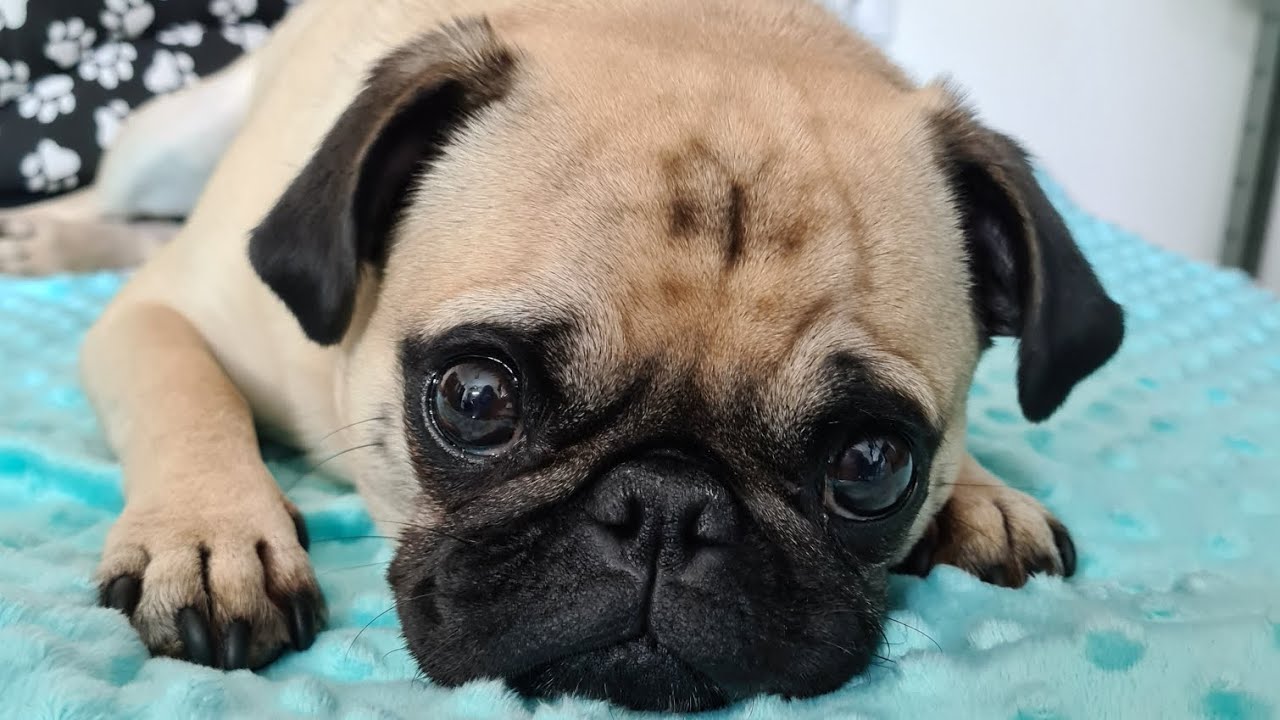 Kiwi the pug episode #4 - YouTube