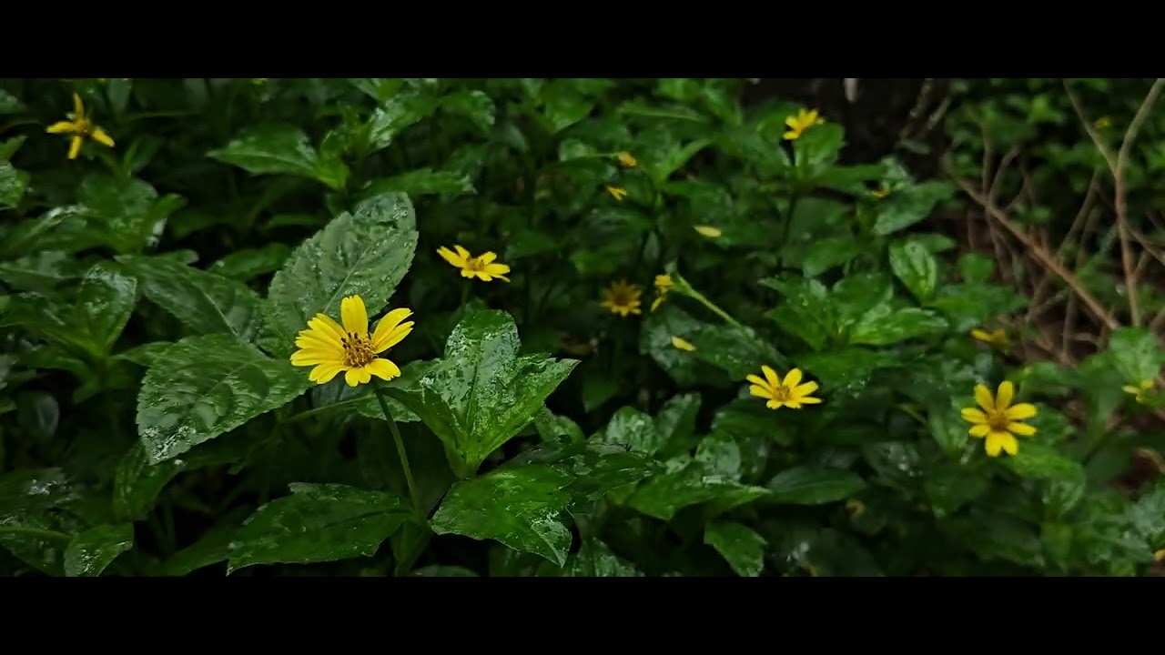 Another Rainy day - YouTube