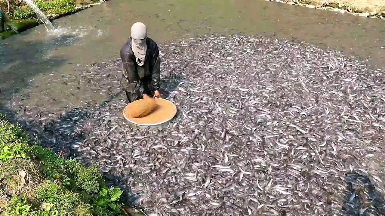 The Perfect Way To Feed This Beautiful Fishes|| Hybrid Magur Fish ...
