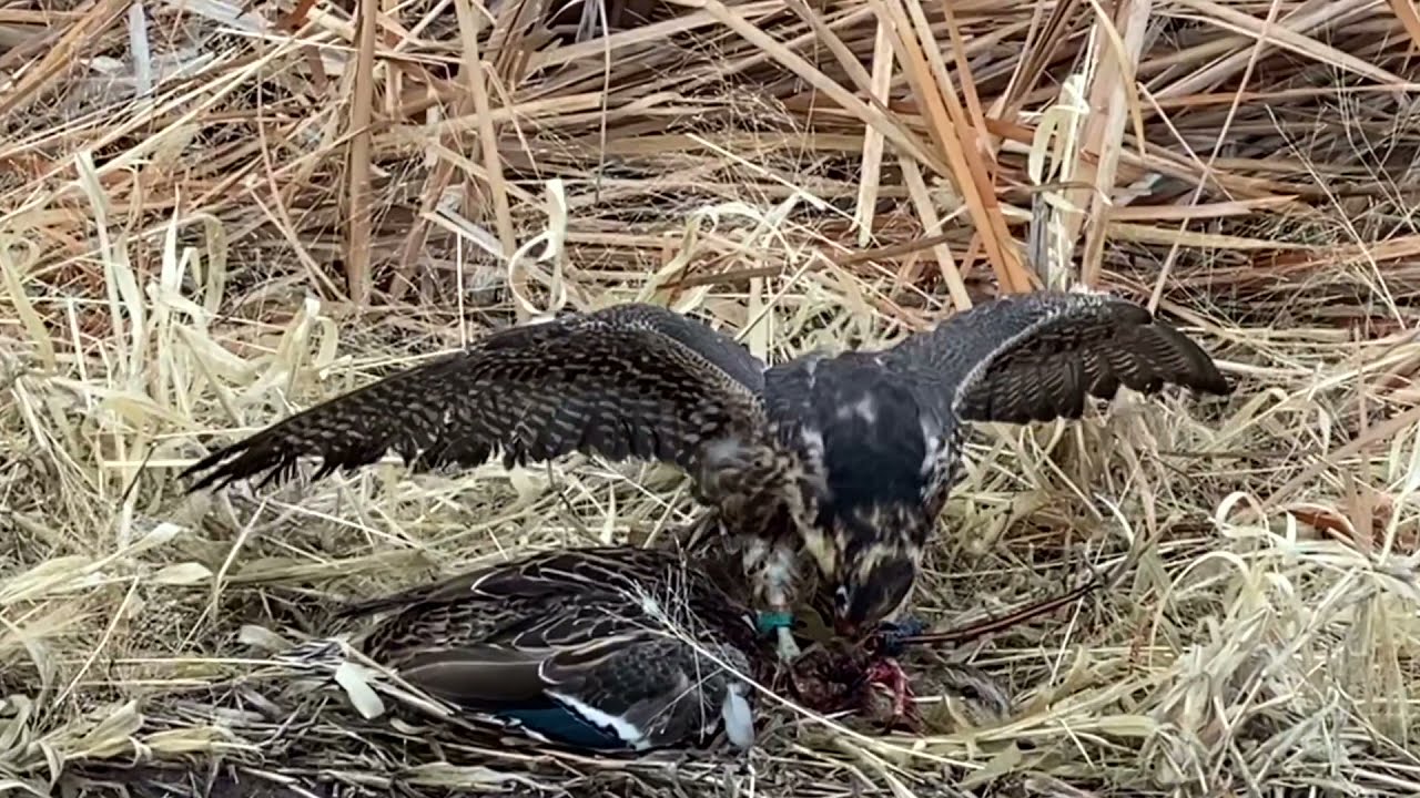 Jerfalcon | Duck duck Falcon Hunt - YouTube
