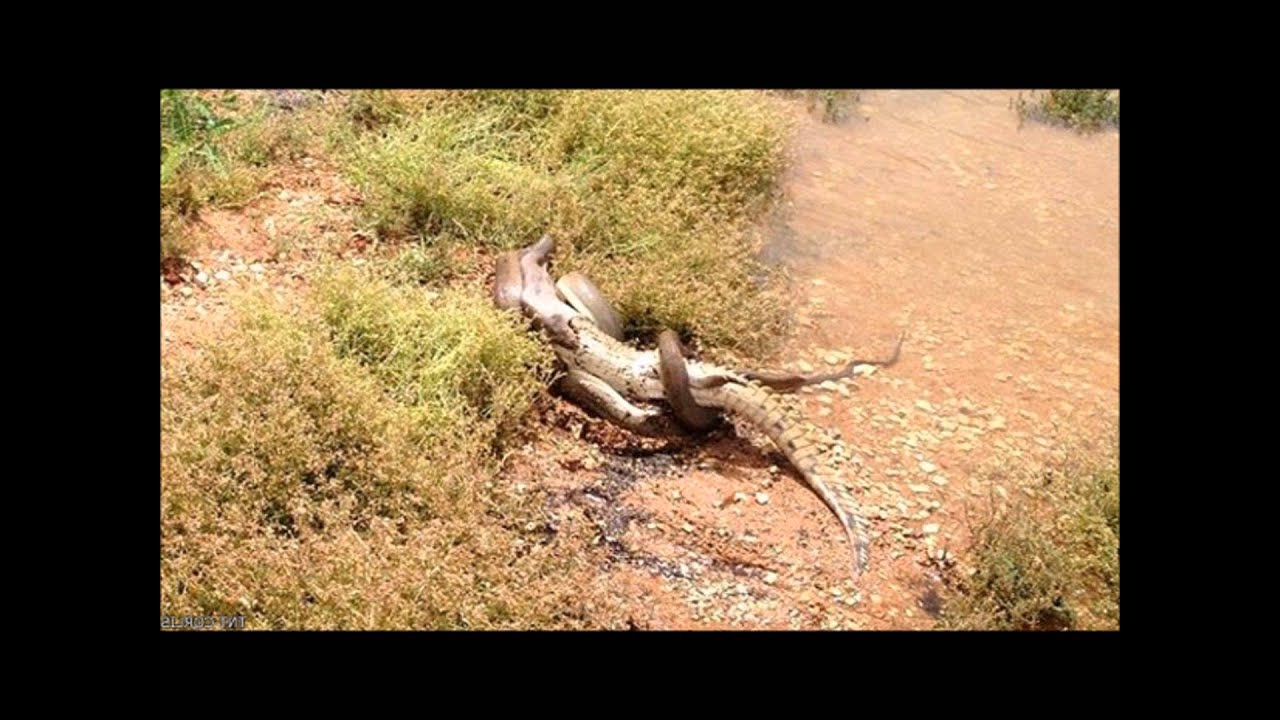 Python Snake eats whole crocodile in Australia - YouTube