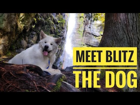 BLITZ THE DOG! - YouTube