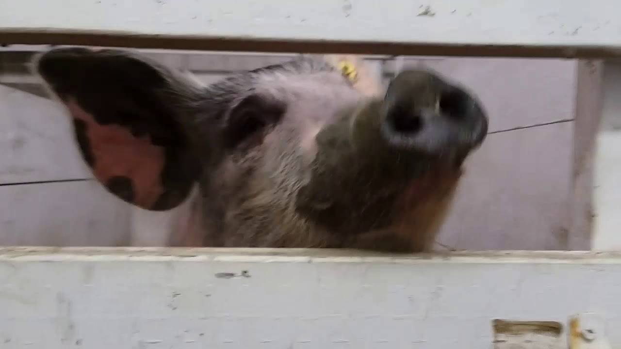 Funny snorting pigs 🐷 - YouTube