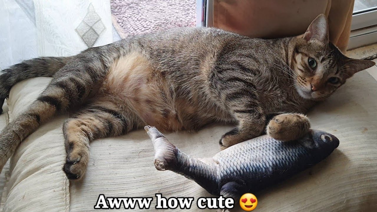 Cat cuddling with her fish toy #tabbycat #fishtoy - YouTube