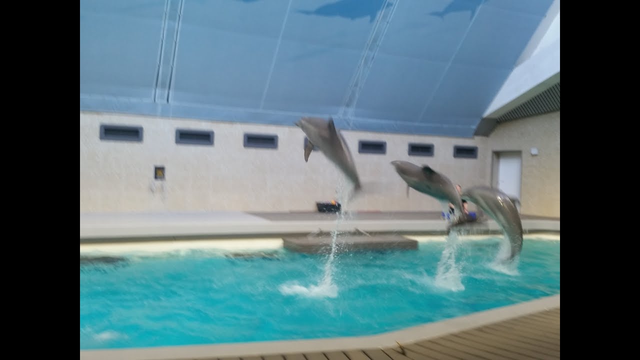 Best Of Dolphin Tricks At The Dolphin Show 海豚表演最佳海豚技巧 - YouTube