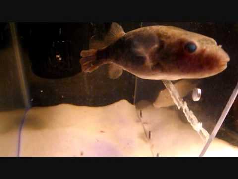 Fish Room Snippets: Abei Puffer Feeding - YouTube