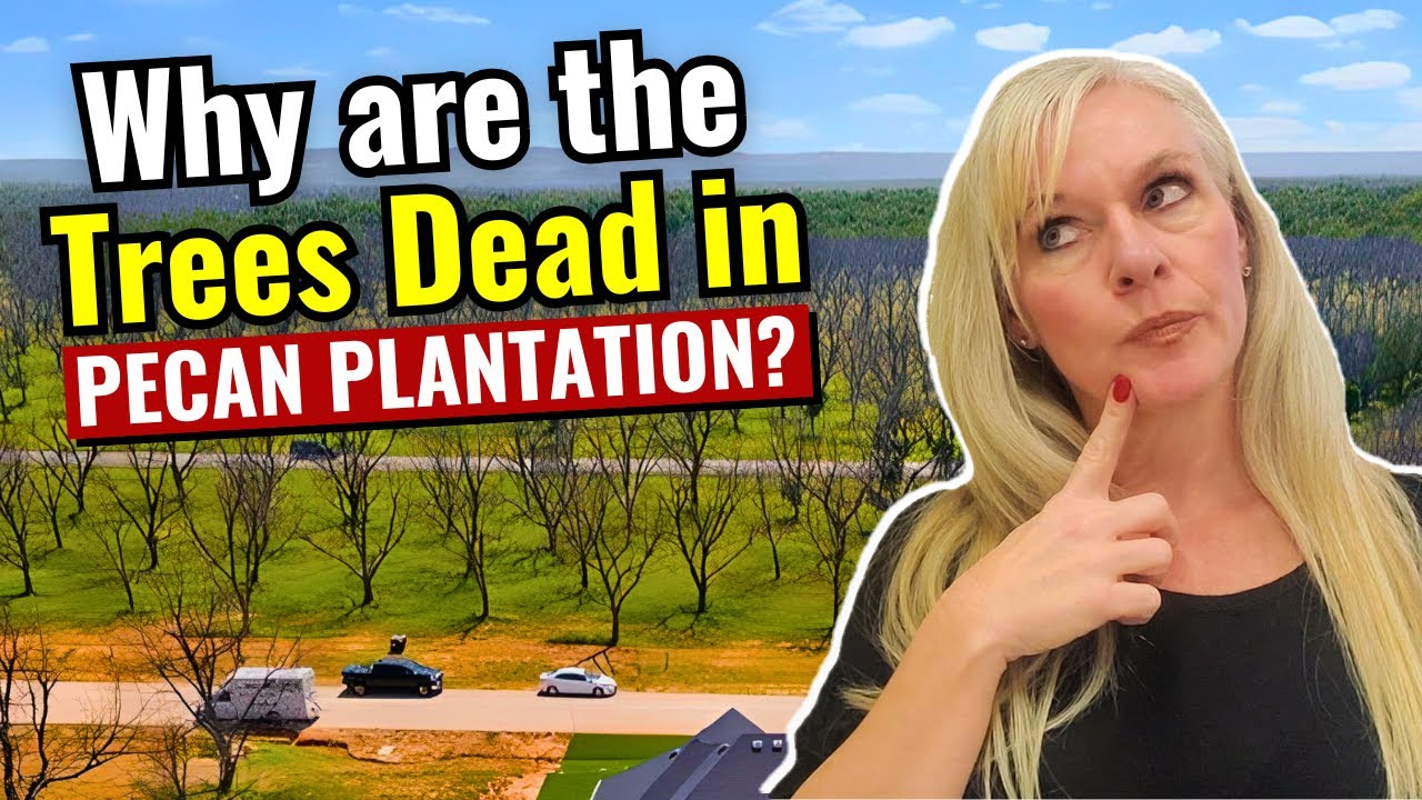 Dead Tree Memes The 2nd One. The Guy Was Aiming For The House , #tree