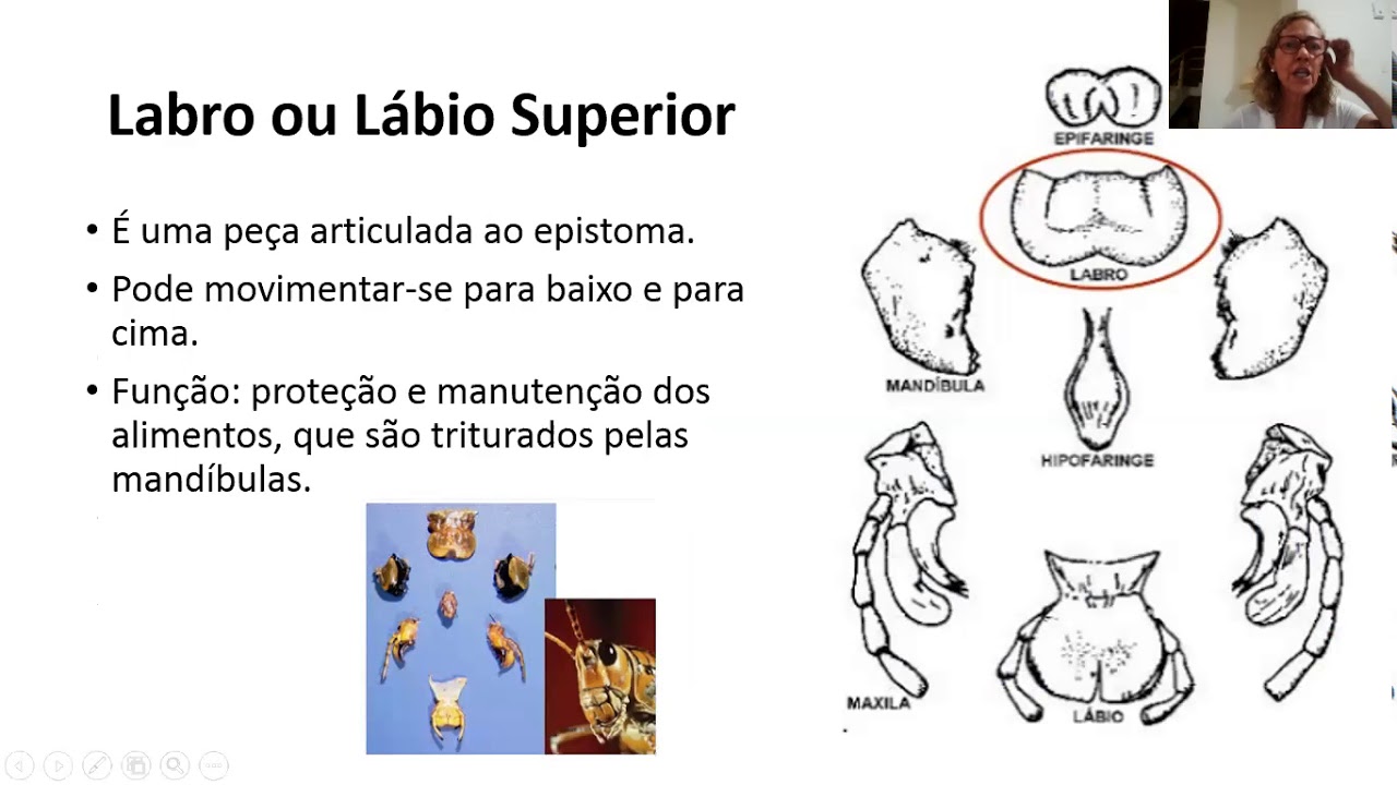 28 AULA - Anatomia externa dos Insetos: Tipos de aparelho bucal de ...