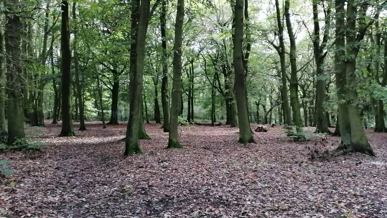 Honor 8X Smartphone Sample Video