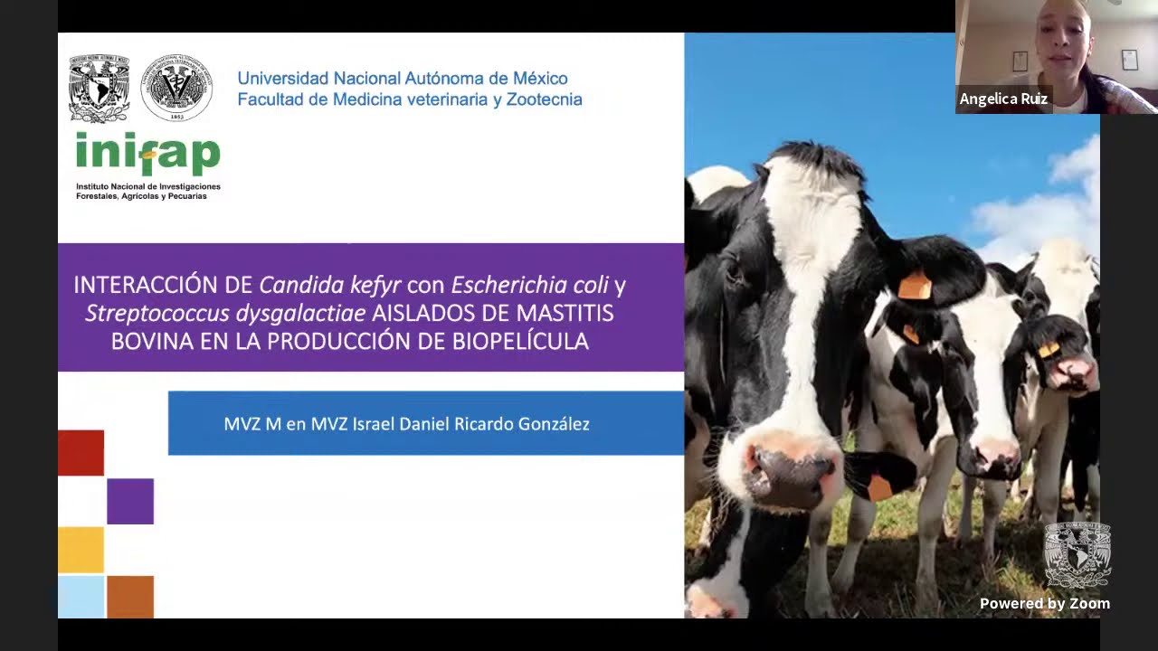 Interaccion de Candida kefyr con Escherichia coli Y Streptococcus ...