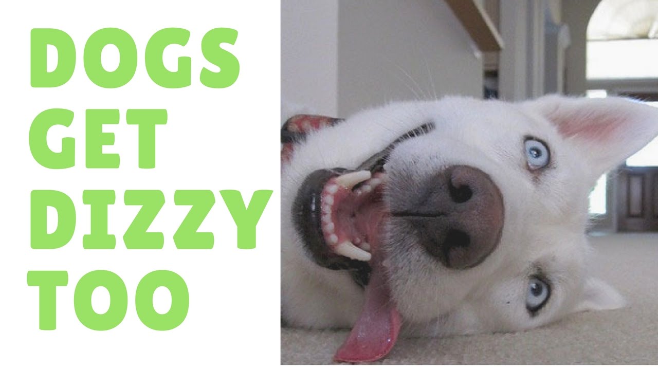 puppy gets dizzy funny - YouTube