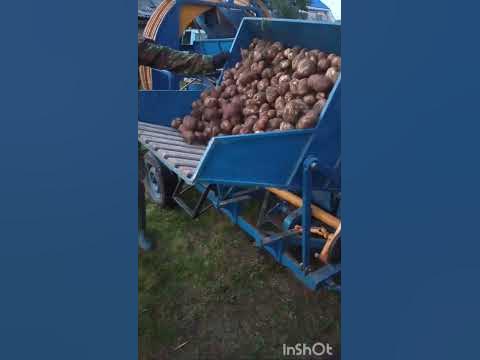 Уборка картофеля самодельным комбайном//Shorts// - YouTube