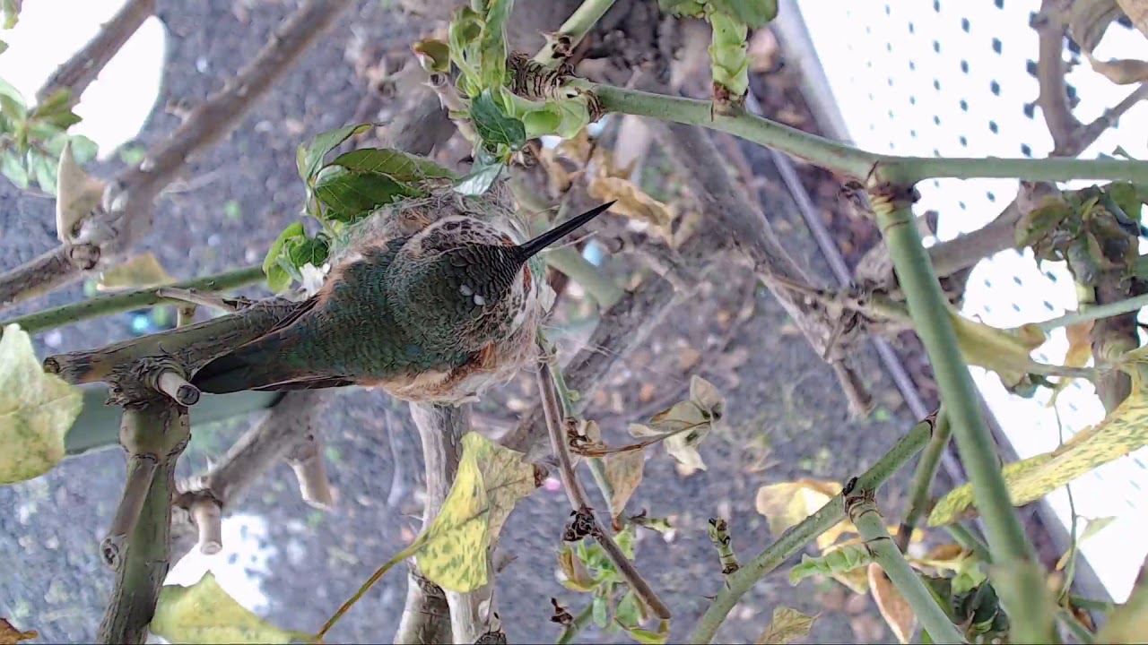 The Hummingbird Trees 03-25-2019 21:58:34 - 22:58:36 - YouTube