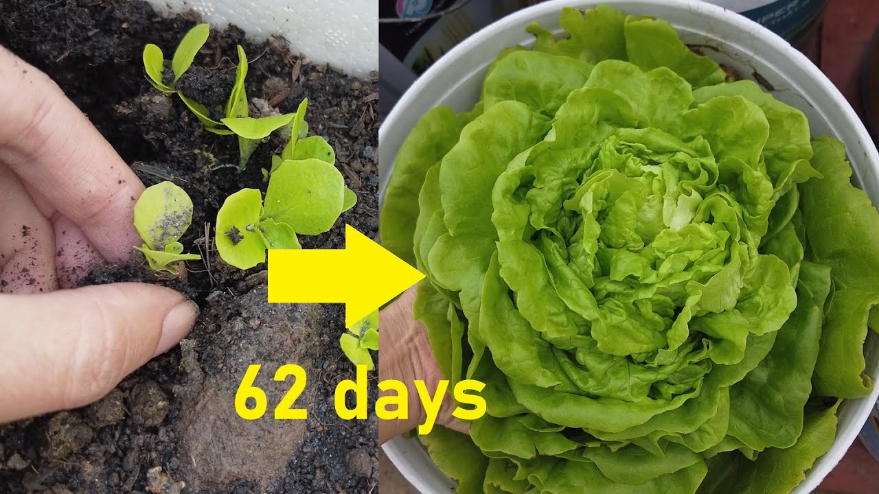 62 days trying to grow lettuce from seeds bought at the market ...