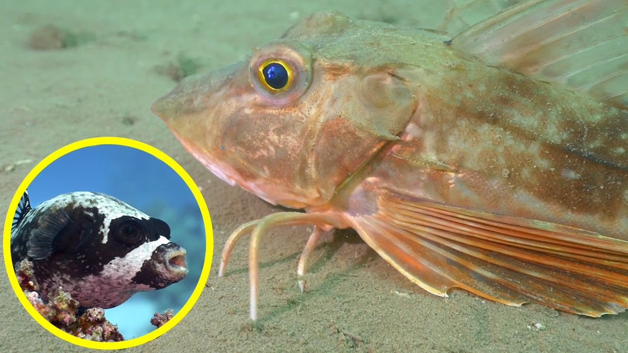Weird And Wonderful Alien Looking Sea Creatures 🦀🐠🦑 - YouTube