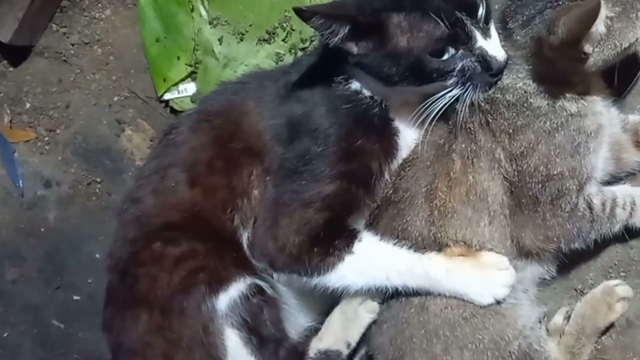 cats mating sounds/,,how cats mate - YouTube