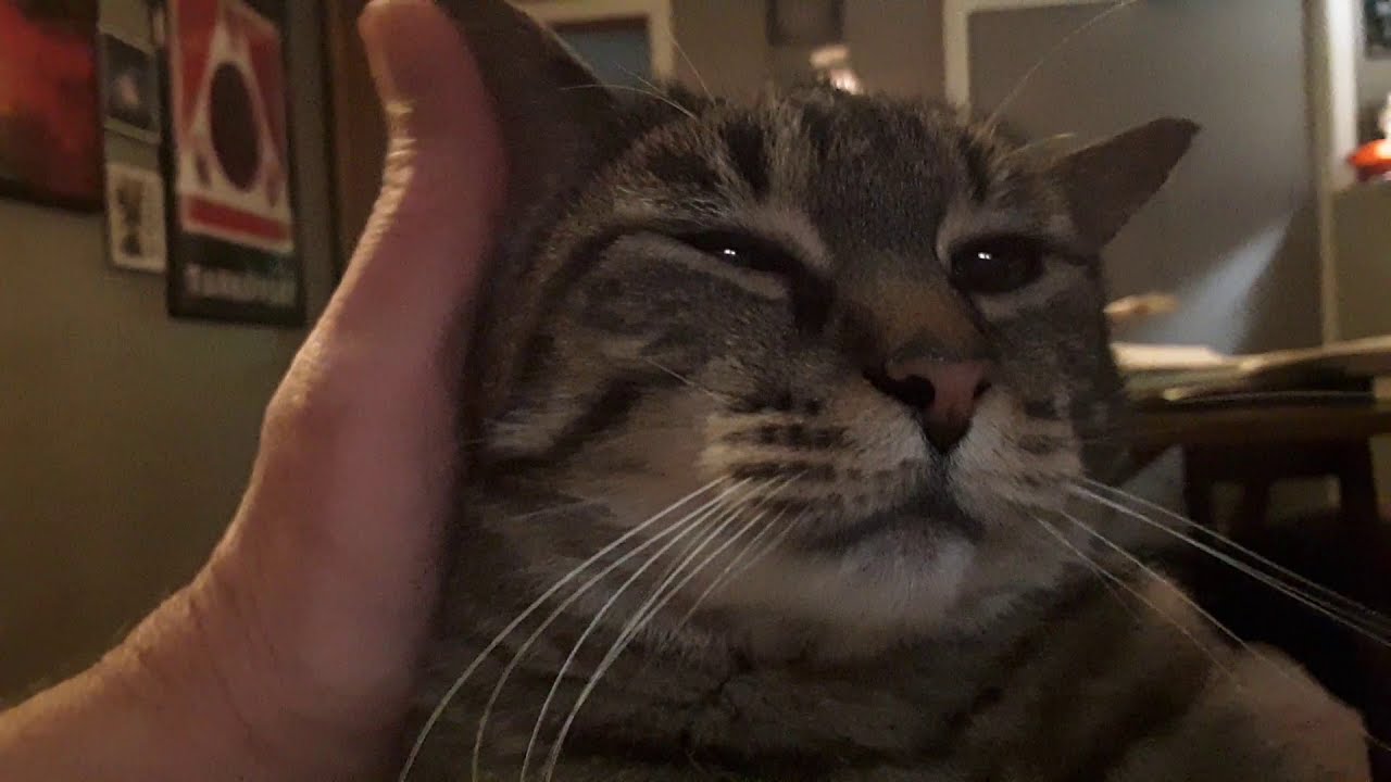 ASMR Petting a purring Rowdy [ASMR] [Unintentional] [purring] [petting ...