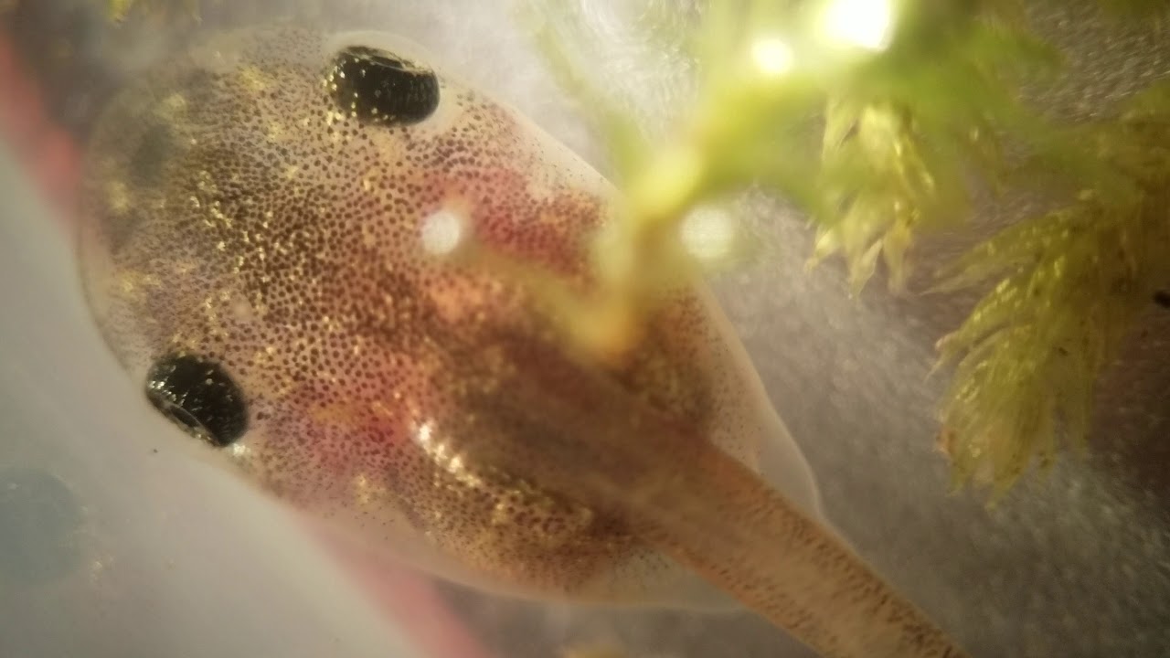 Tadpole blood flow under a microscope 4K - YouTube