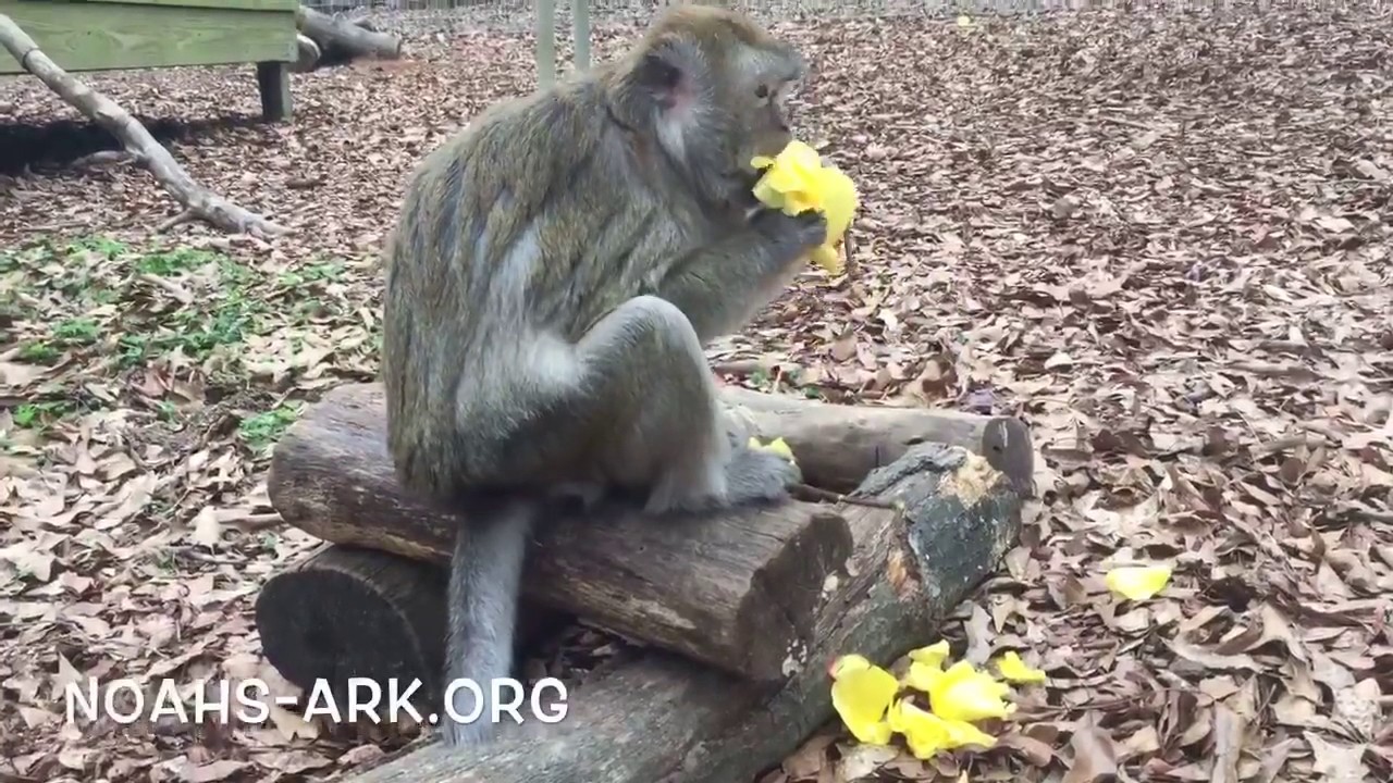 Disassembling roses with Gonga - Java Macaque at Noah's Ark Animal Sanctuary - YouTube