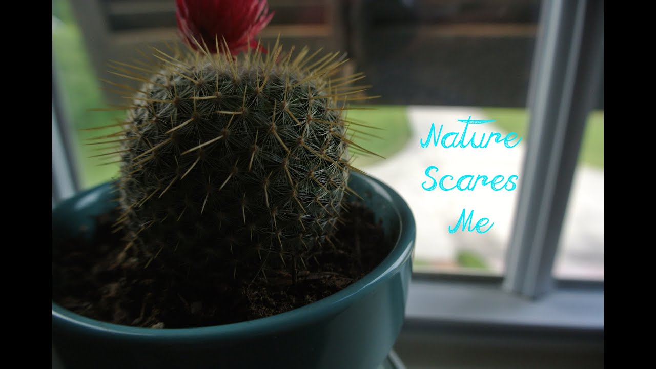 Nature Scares Me - YouTube