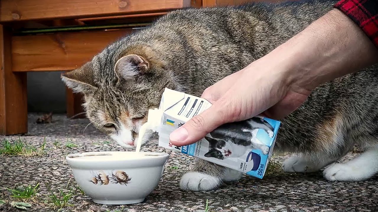 Cat tasting milk for the first time in 3 years - YouTube