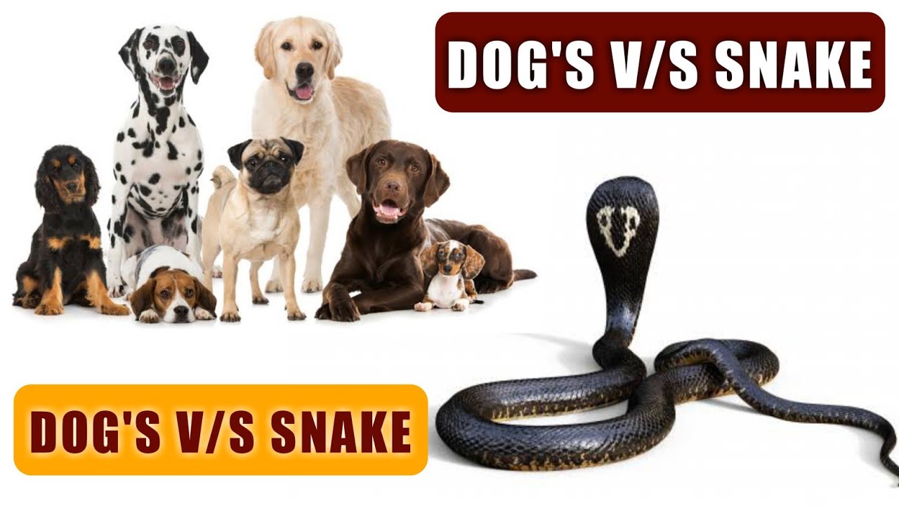 DOG'S v/s SNAKE - YouTube