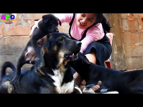 dog lovely Pretty girl owner  Funny Dogs Love And Hug His Pretty Owner So Much