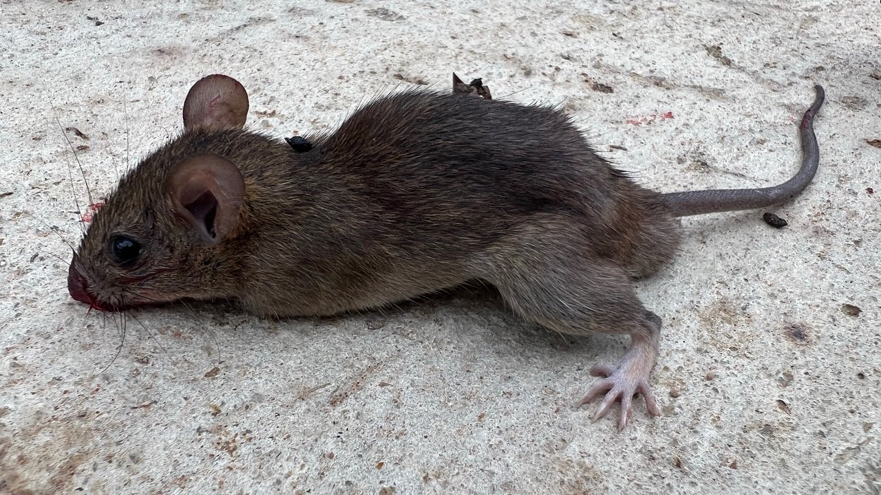 Natural Animals 808||mouse ,mouse trap,mouse sounds,mousekatool mello ...