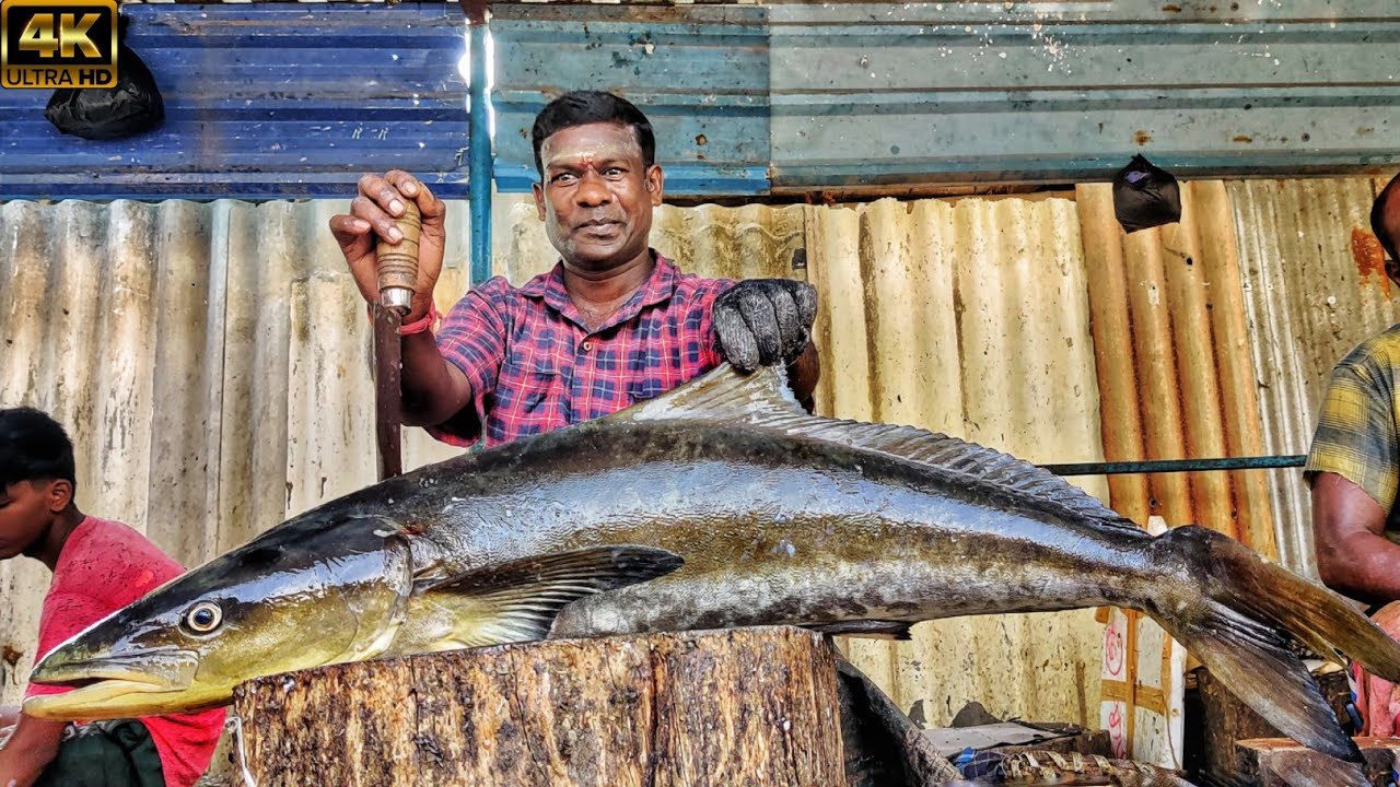KASIMEDU 🔥 BIGGEST KADAVARA FISH CUTTING VIDEO | 4K VIDEO | IN KASIMEDU ...