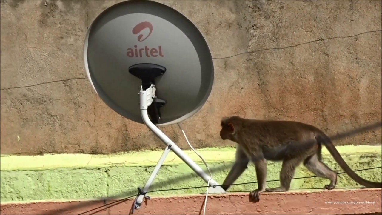 when the monkeys come marching home - YouTube