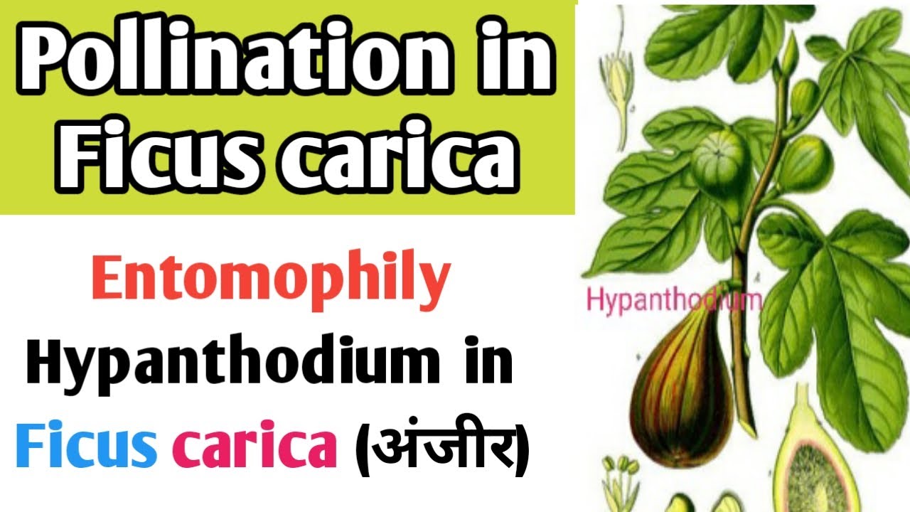 Pollination in Ficus carica (अंजीर) plant | Hypanthodium inflorescence ...