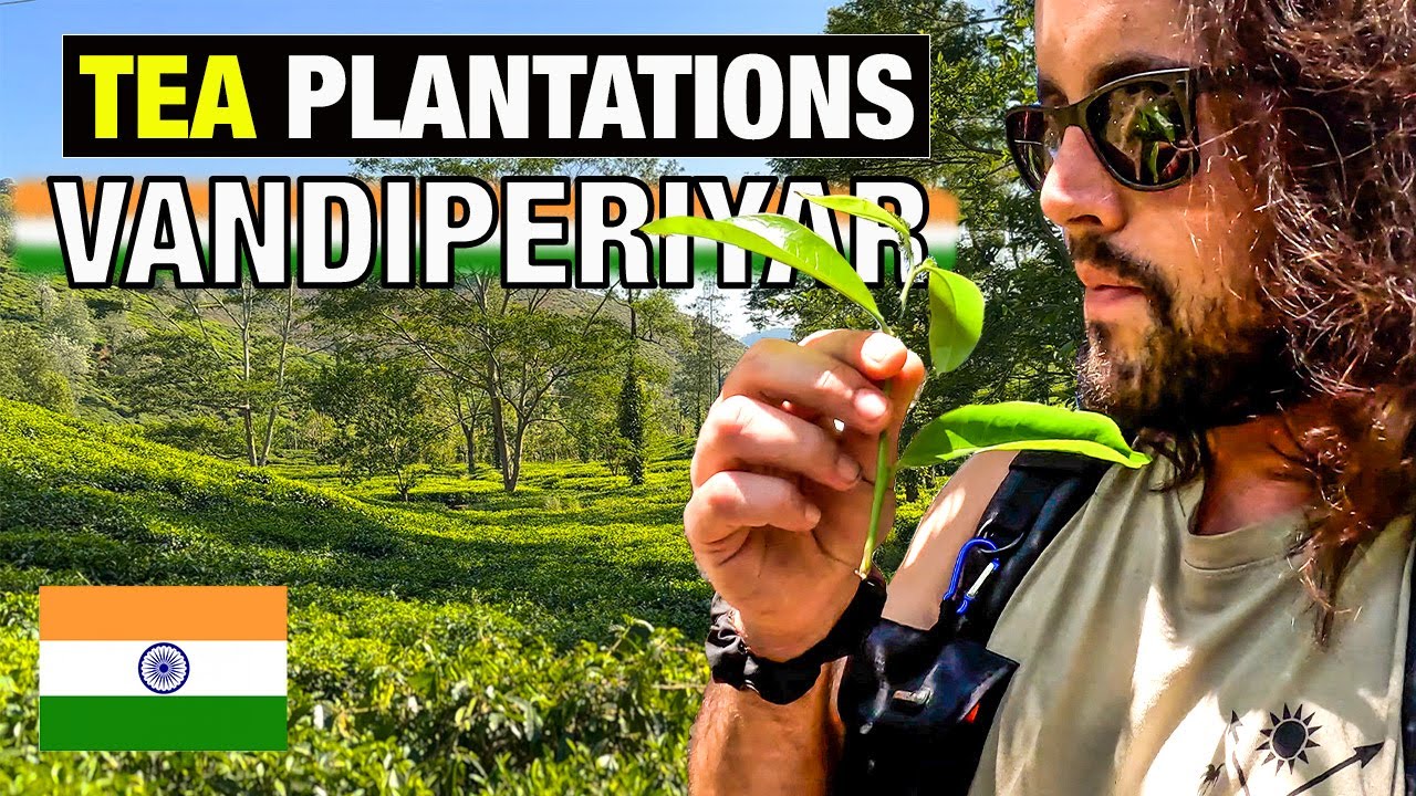 Exploring the TEA PLANTATIONS of VANDIPERIYAR in IDUKKI district, India ...