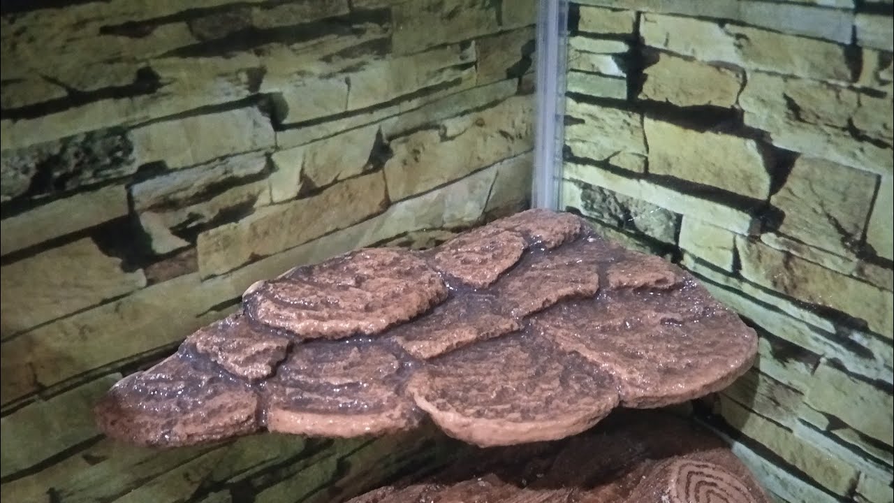 unboxing basking ram turtle bank tempat jemur kura - YouTube