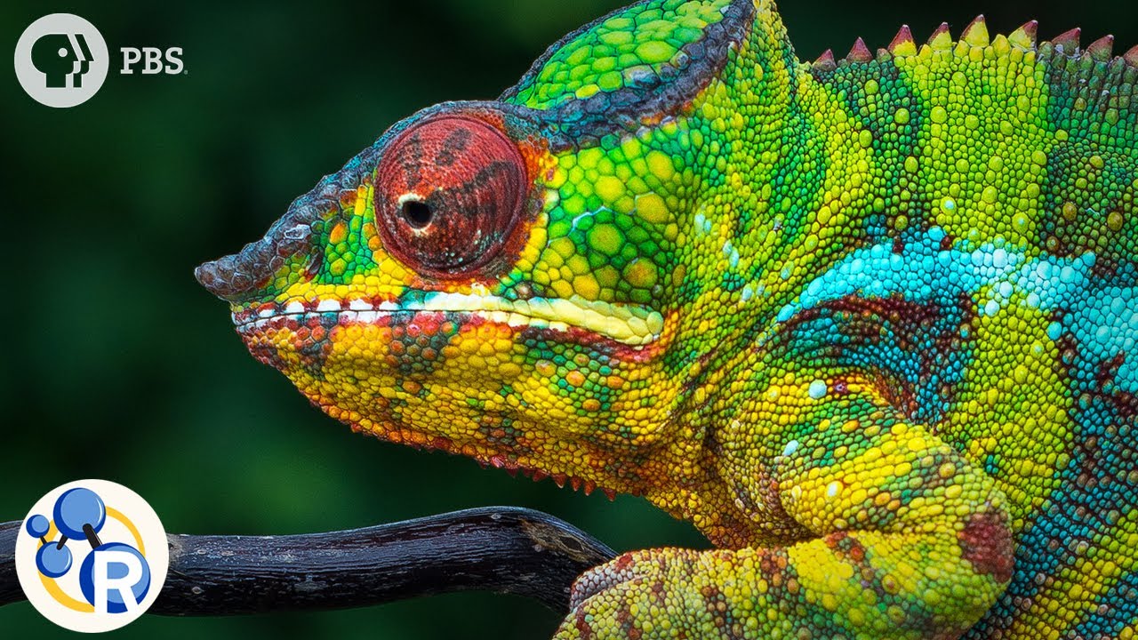 Chameleons Are Masters of Nanotechnology - YouTube