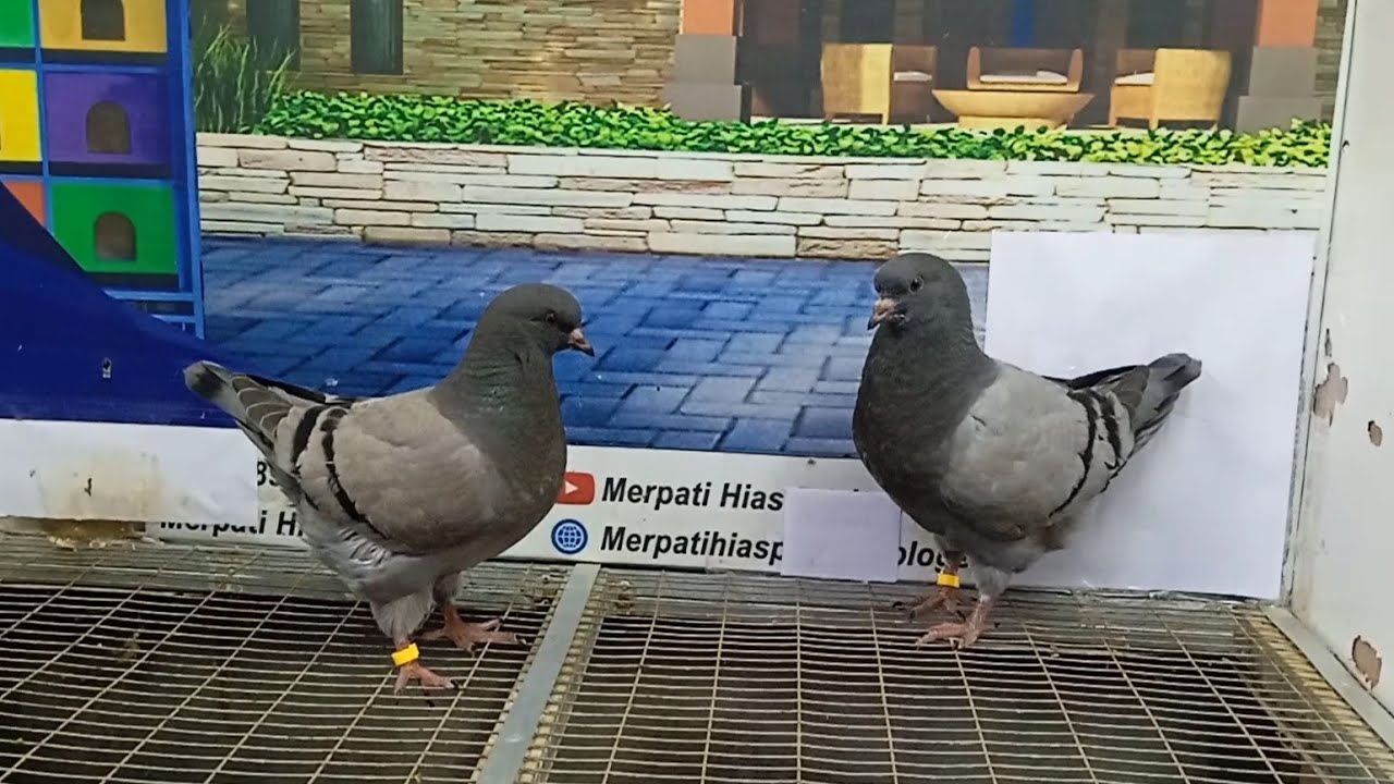 MERPATI SHOWKING 19052022 - YouTube