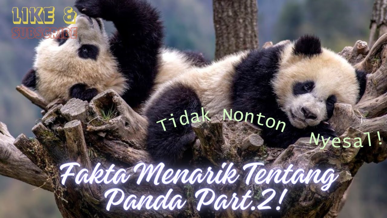 Fakta Menarik Tentang Panda Part 2 - YouTube