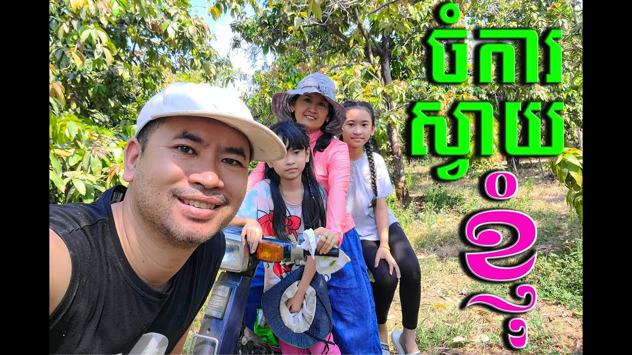 ចំការស្វាយ-My mango farm#mango #farmer - YouTube