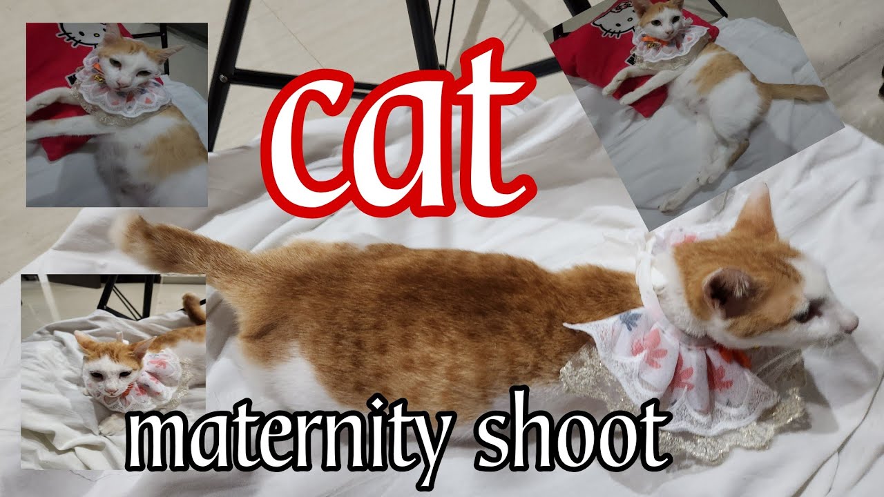CAT MATERNITY SHOOT/ #catlover #catshoot - YouTube