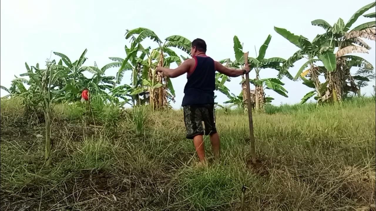 Magtanim Muna Tayo Ng Saging - YouTube