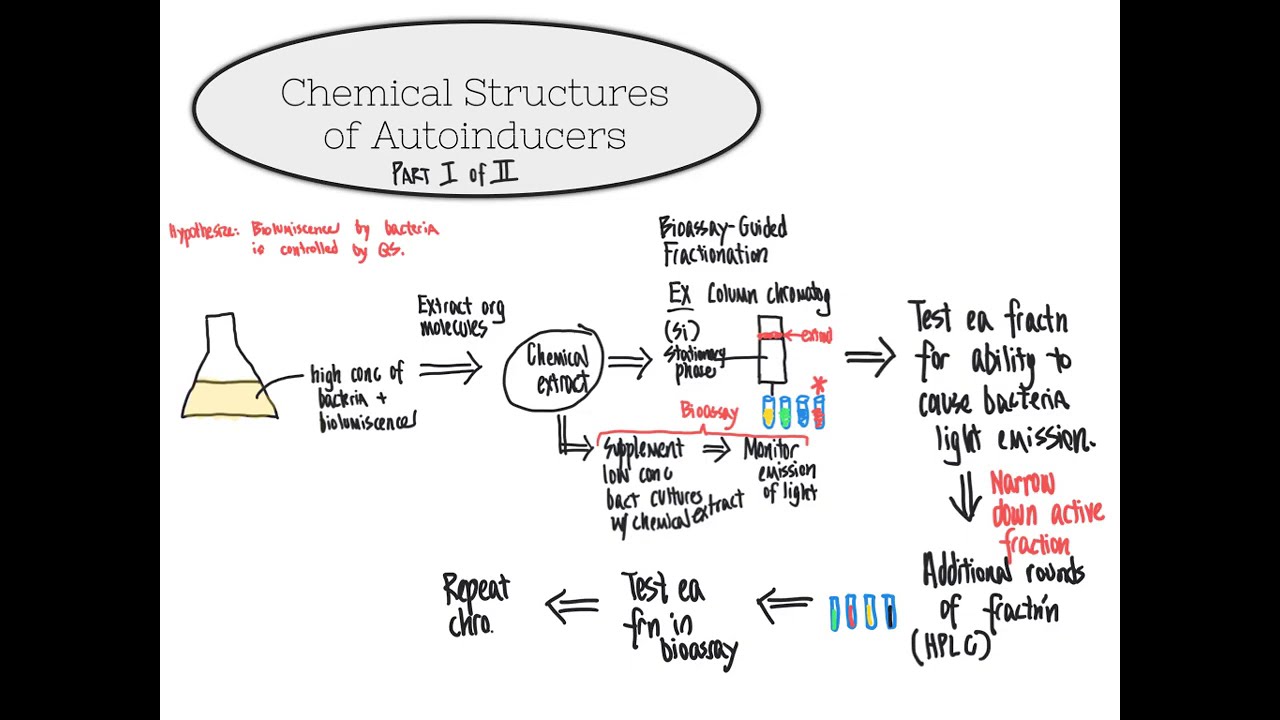 CHM4930 Quorum Sensing Molecules Autoinducers Isolation Identification ...