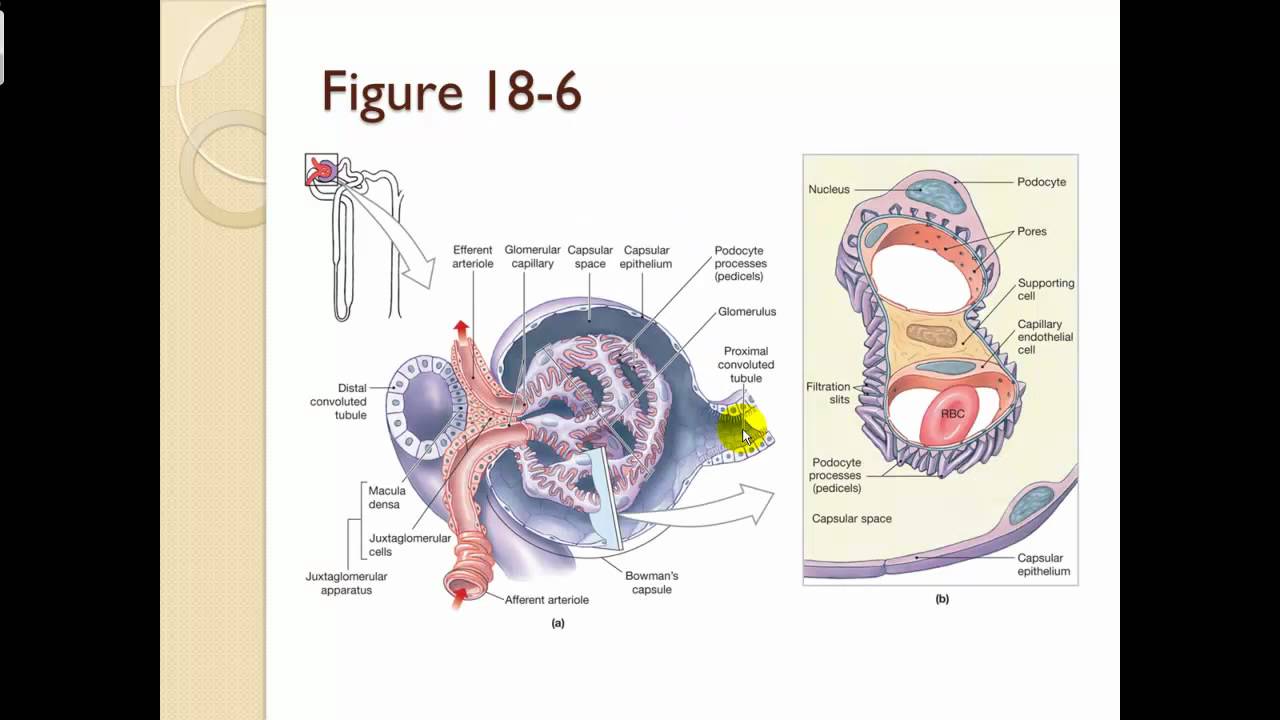 Chapter 18 The Urinary System Part 1 - YouTube