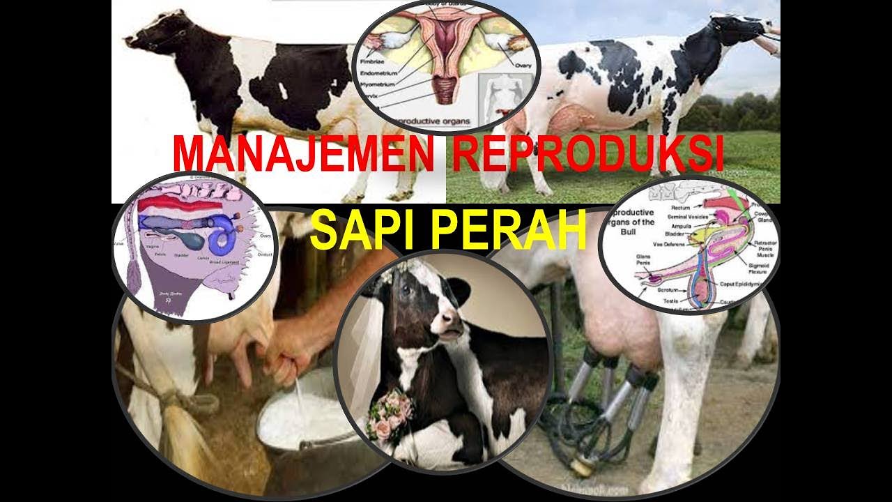 MANAJEMEN REPRODUKSI SAPI PERAH - YouTube