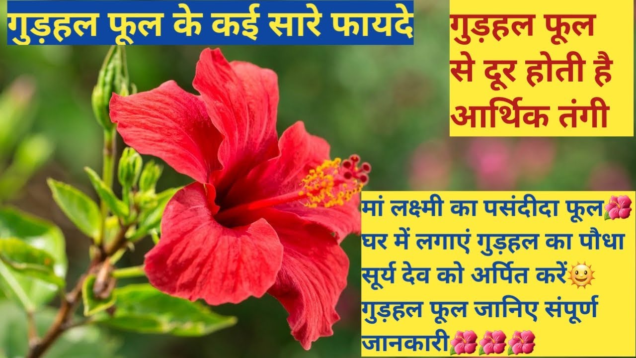 गुड़हल फूल के है अनेक फायदे जाने | मंगल और सूर्य ग्रह होते हैं अच्छे ...