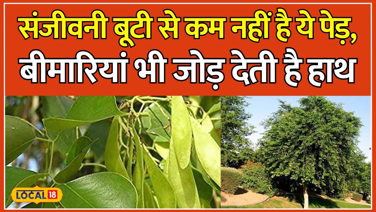 Sheesham Benefits: शरीर में हैं ये 7 कमजोरियां तो जरूर खाएं शीशम के ...