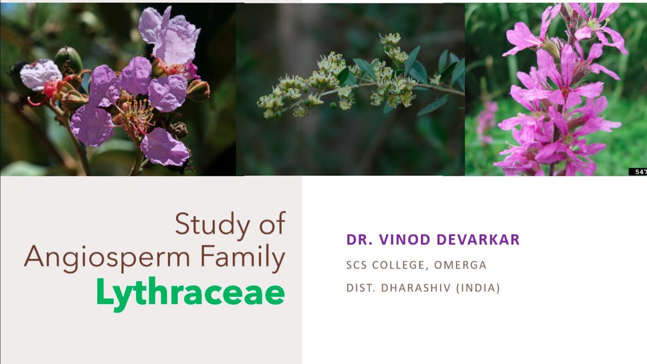 Study of Family Lythraceae by Dr. V.D. Devarkar - YouTube