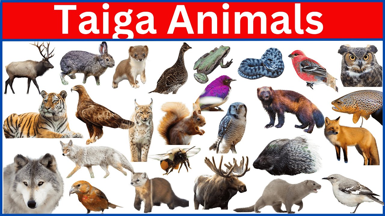 Meet the Majestic Wildlife of the Taiga Forest - YouTube